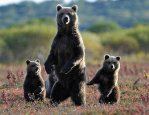 Медвеђе царство на Тари