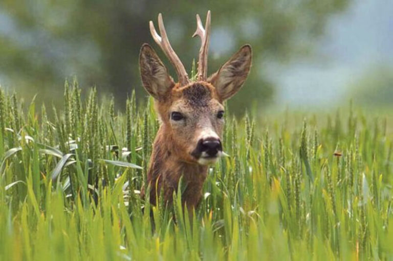 Срндаћ у центру Београда
